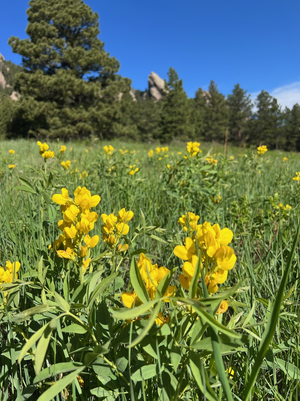 WHERE TO SEE THE BEST WILDFLOWERS IN COLORADO – Tales of My Trails
